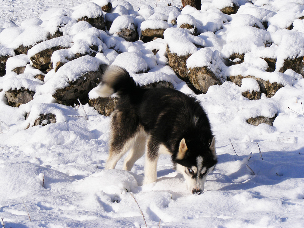 Maigan – Les Equipages Adam's